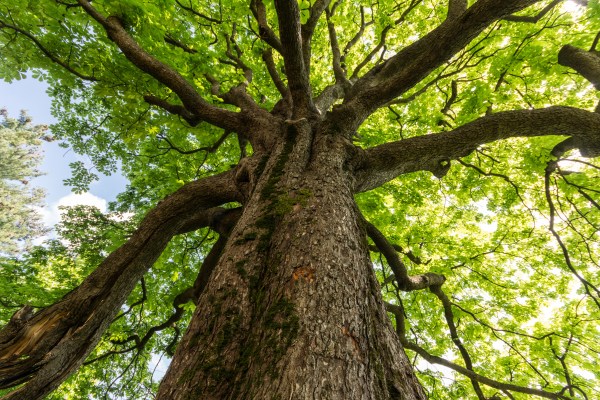 Feasting on the Tree of Life | Bread for the Bride